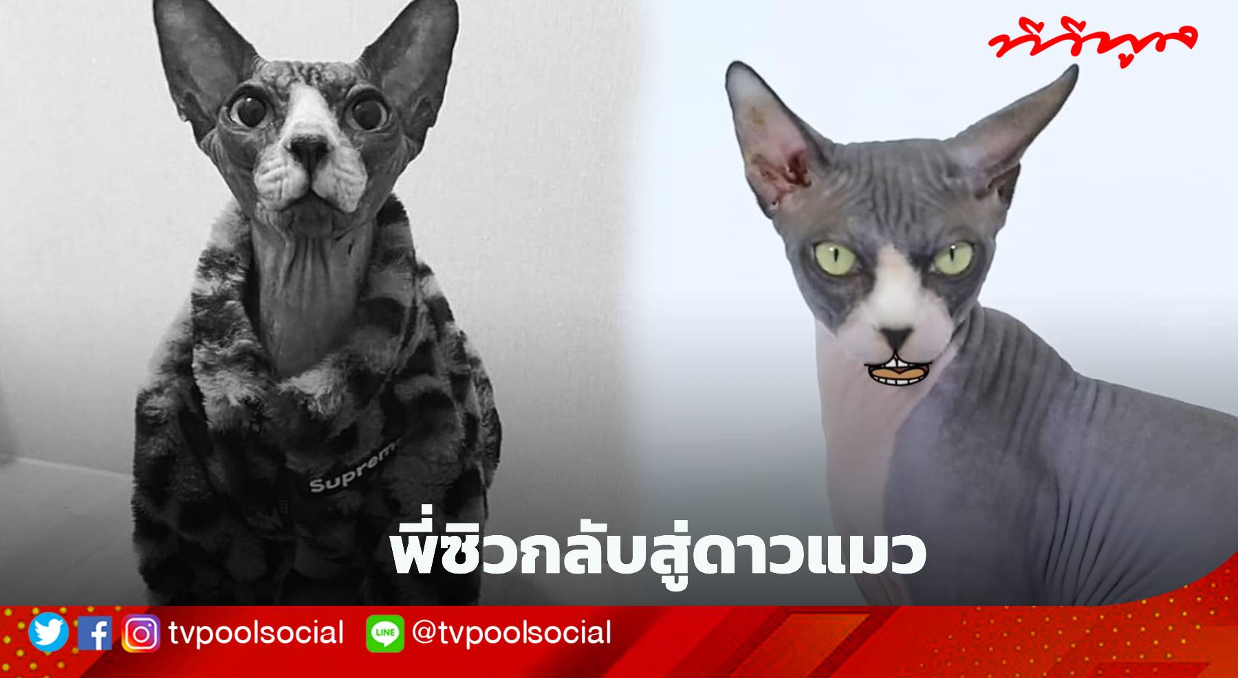 ฟอสซิล VRZO ได้กลับดาวแมวอล้ว ขอบคุณความสุขเสียงหัวเราะ ที่มอบให้มามาก ...