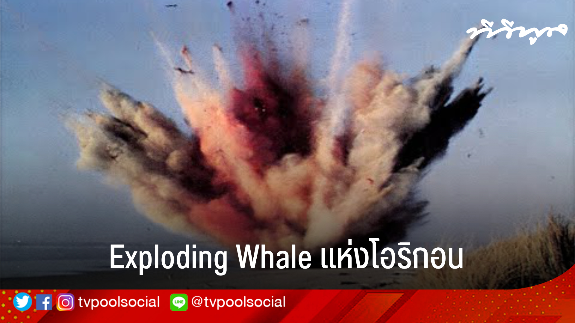 12 พฤษจิกายน ย้อนดู Exploding Whale วีรกรรม "ระเบิดวาฬ" เละตุ้มเป๊ะจน ...